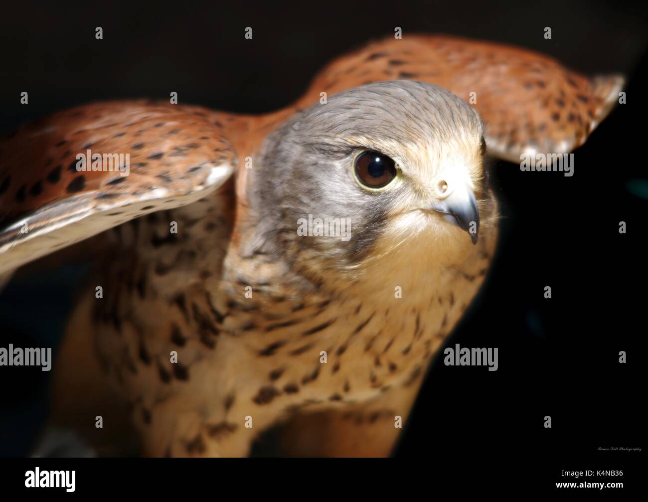 Male kestrel back hi-res stock photography and images - Alamy
