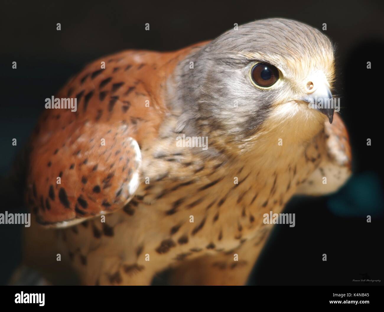 Kestrel eye hi-res stock photography and images - Alamy