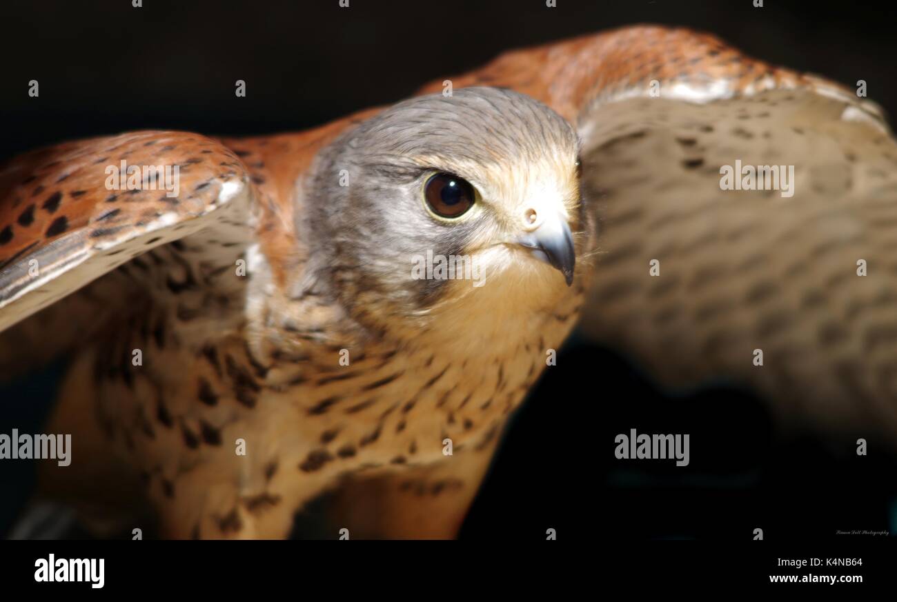 Kestrel detail hi-res stock photography and images - Alamy