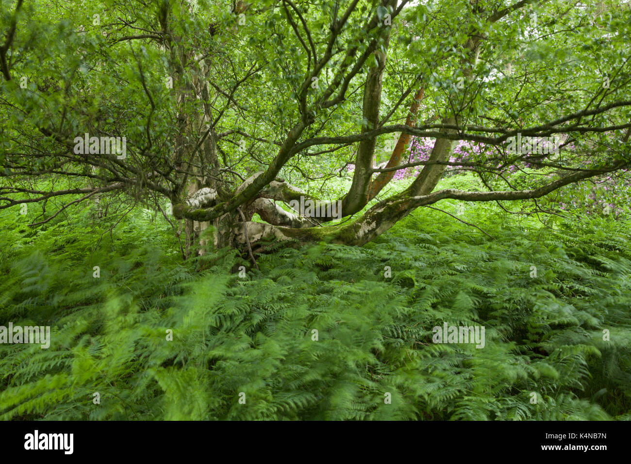 An old silver birch tree (Betula pendula) with spreading moss-covered ...