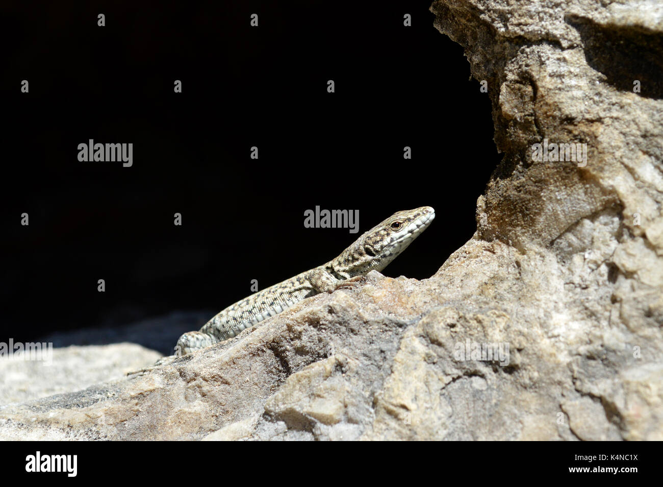 Oviparous lizard hi-res stock photography and images - Alamy