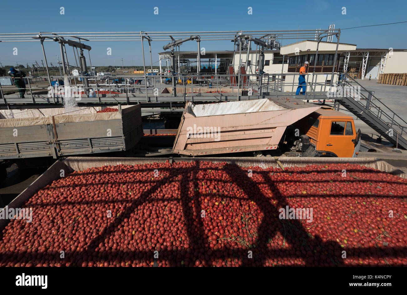 Tomato paste producing process at the tomato paste factory "APK ...