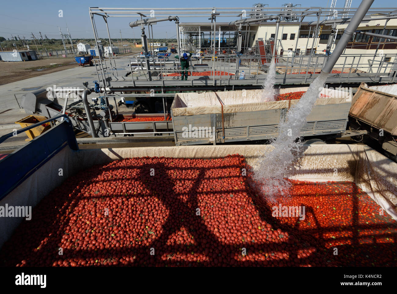 Tomato paste producing process at the tomato paste factory "APK ...
