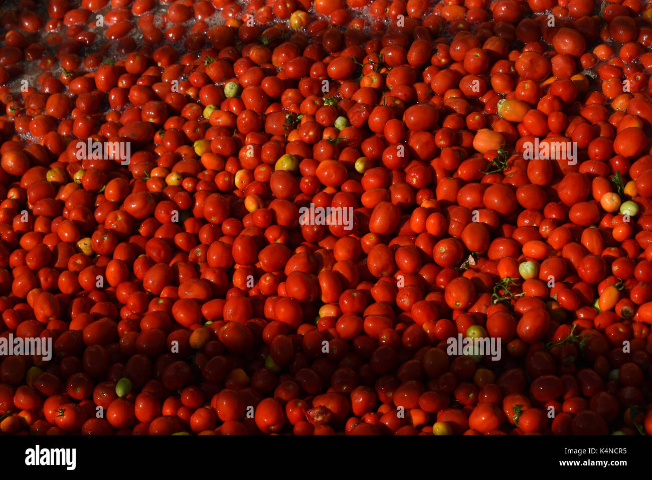 Tomato paste producing process at the tomato paste factory "APK ...