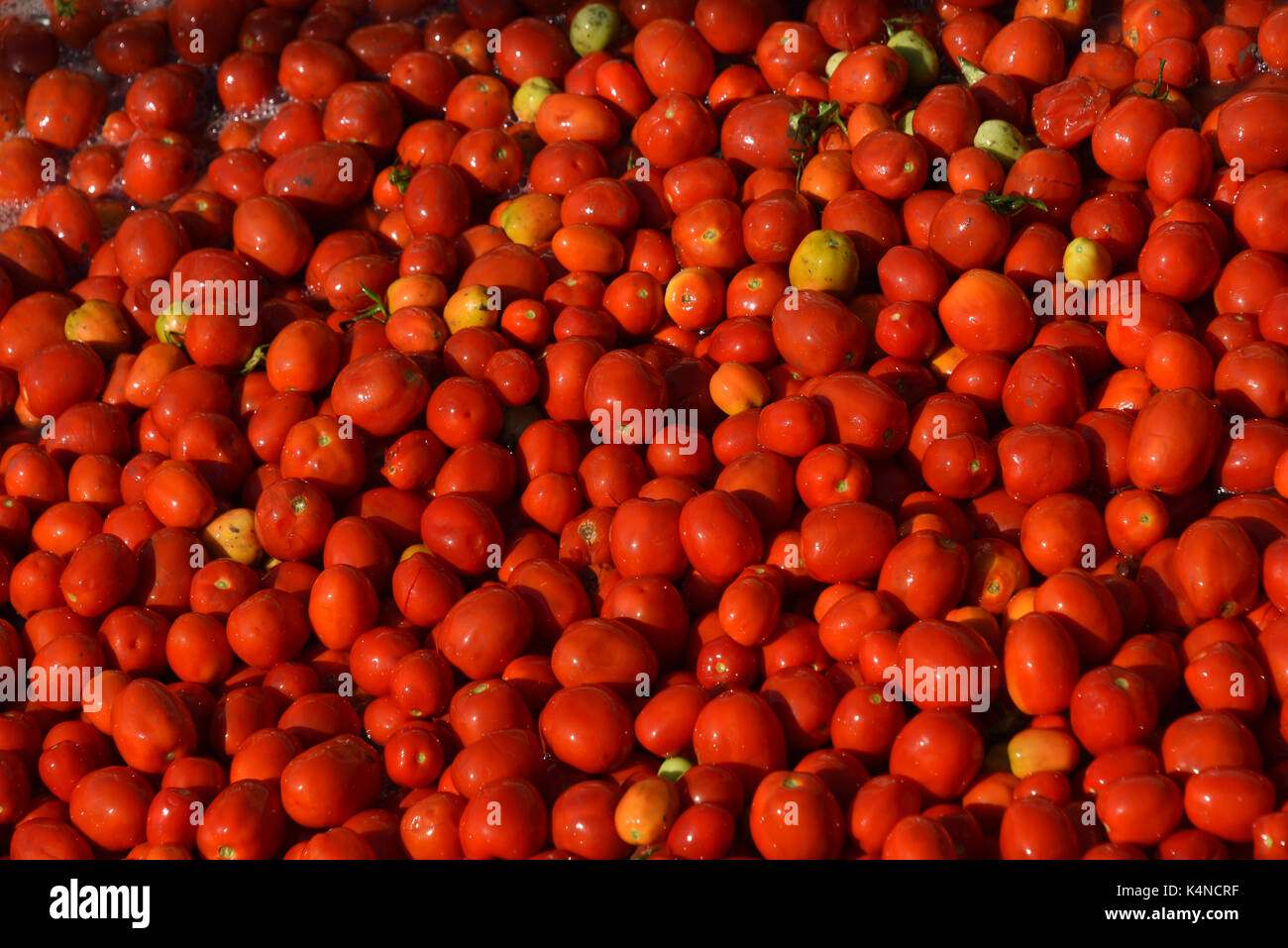 Tomato paste producing process at the tomato paste factory "APK ...