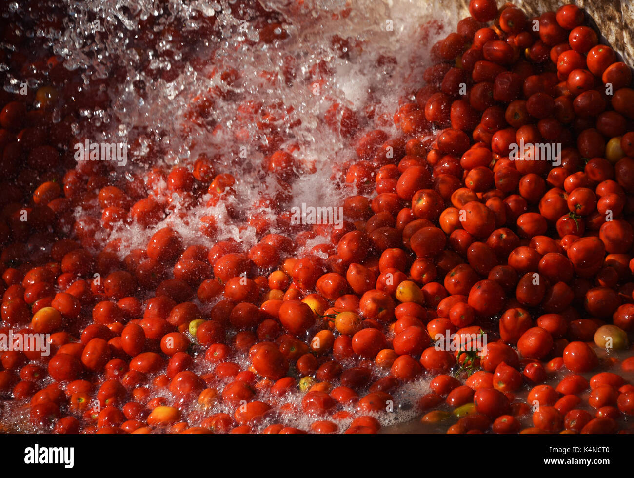 Tomato paste producing process at the tomato paste factory "APK ...