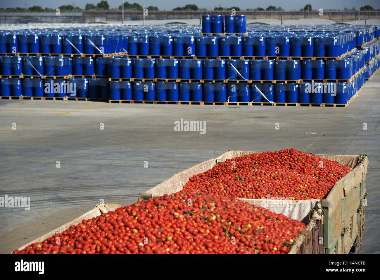 Tomato paste producing process at the tomato paste factory "APK ...