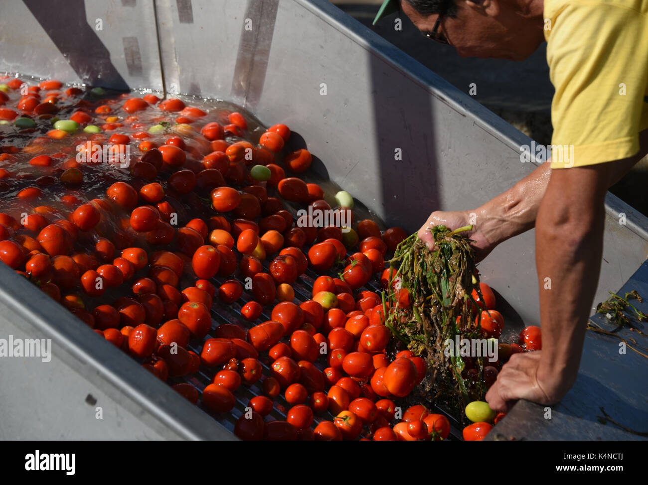 Tomato paste producing process at the tomato paste factory "APK ...