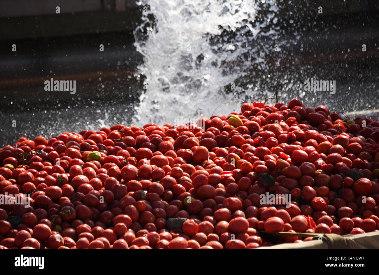 Tomato paste producing process at the tomato paste factory "APK ...