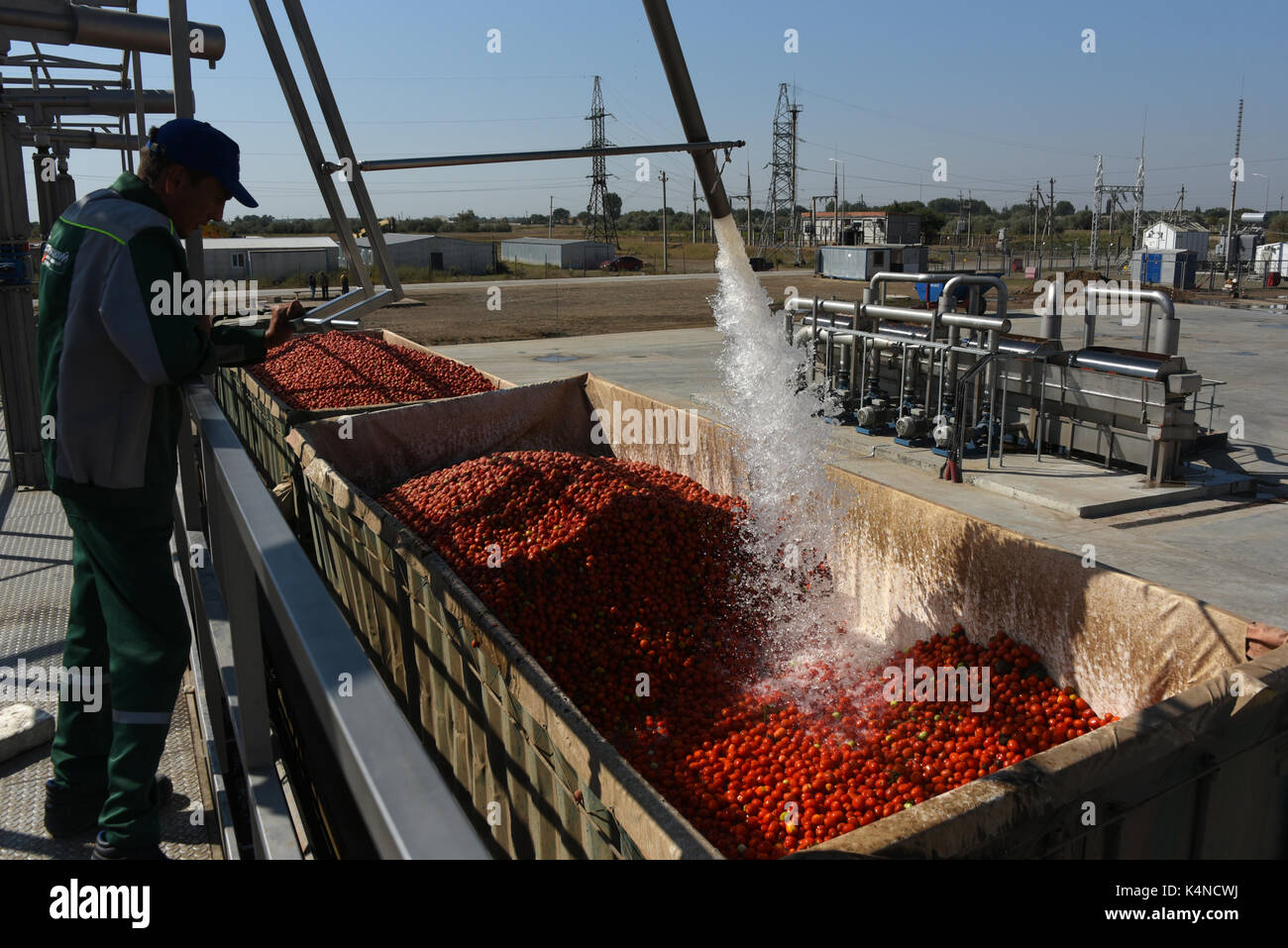 Tomato paste producing process at the tomato paste factory "APK ...