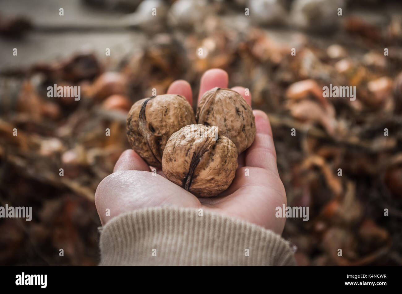 Walnuts hand hi-res stock photography and images - Alamy