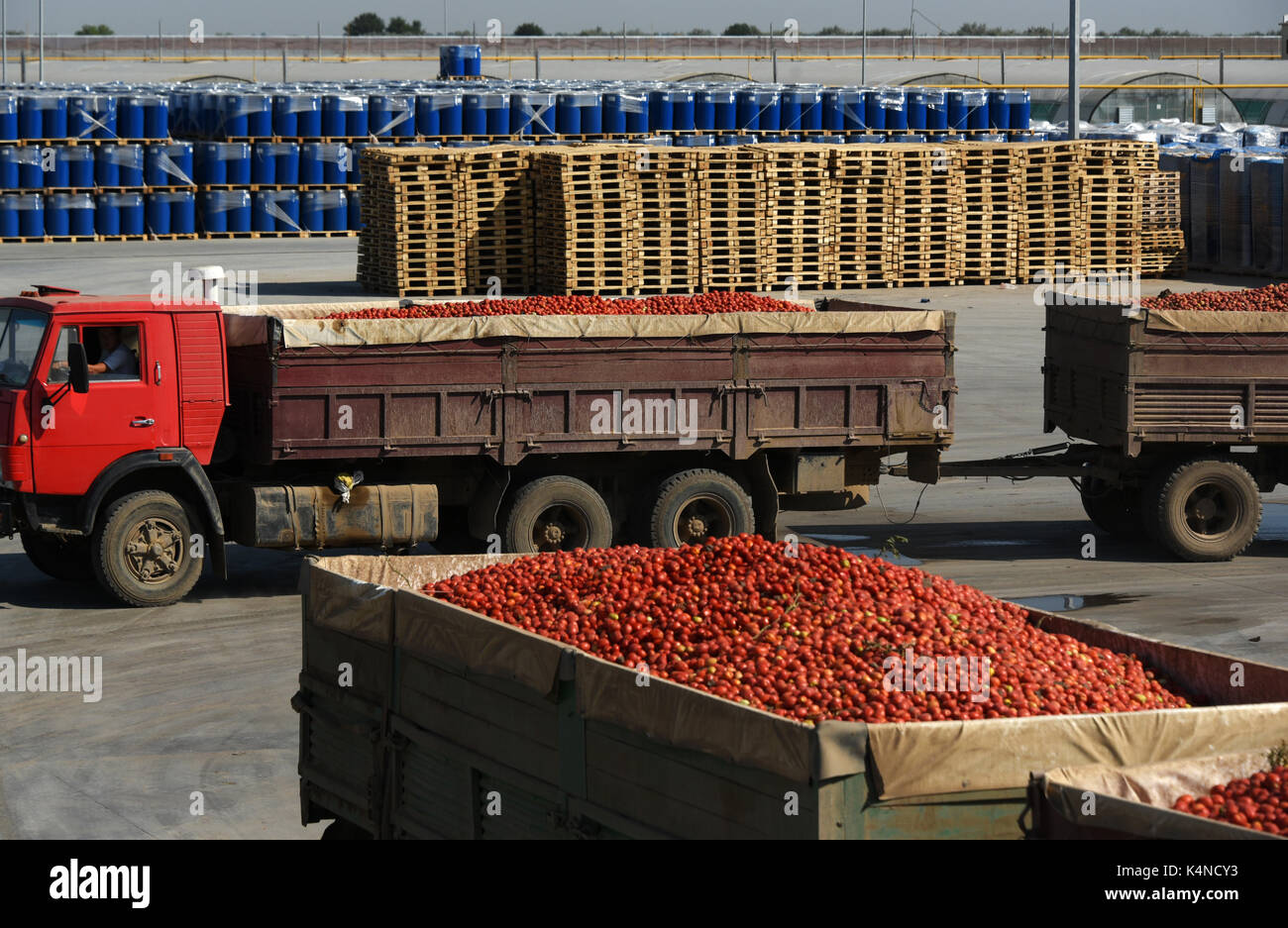 Tomato paste producing process at the tomato paste factory "APK ...
