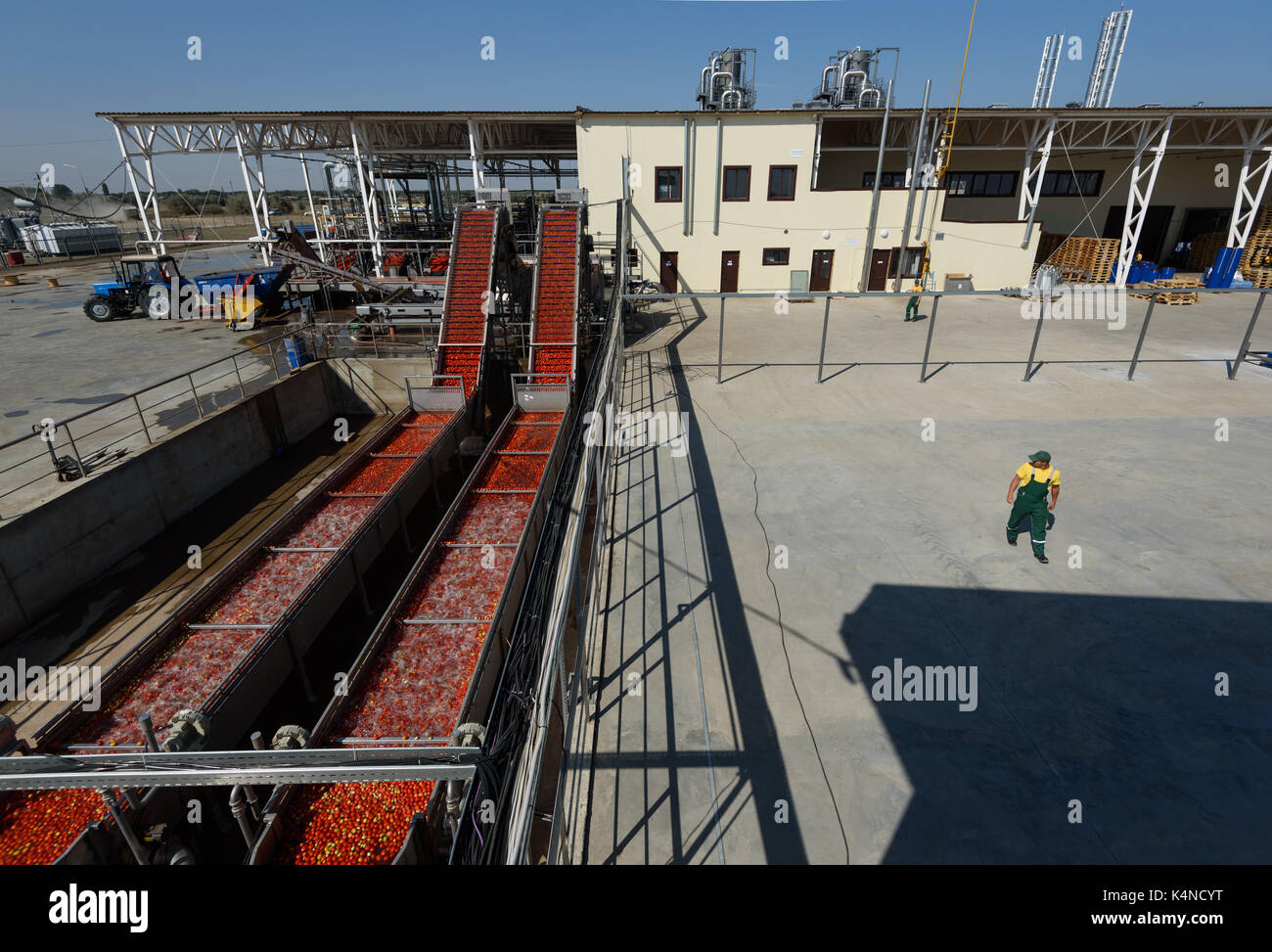 Tomato paste producing process at the tomato paste factory "APK ...
