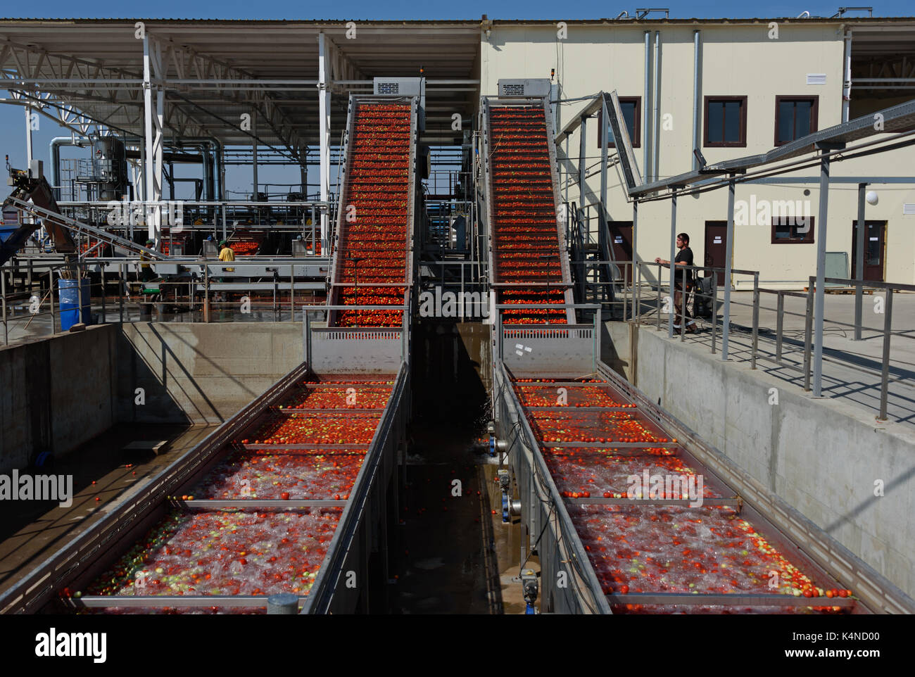 Tomato paste producing process at the tomato paste factory "APK ...