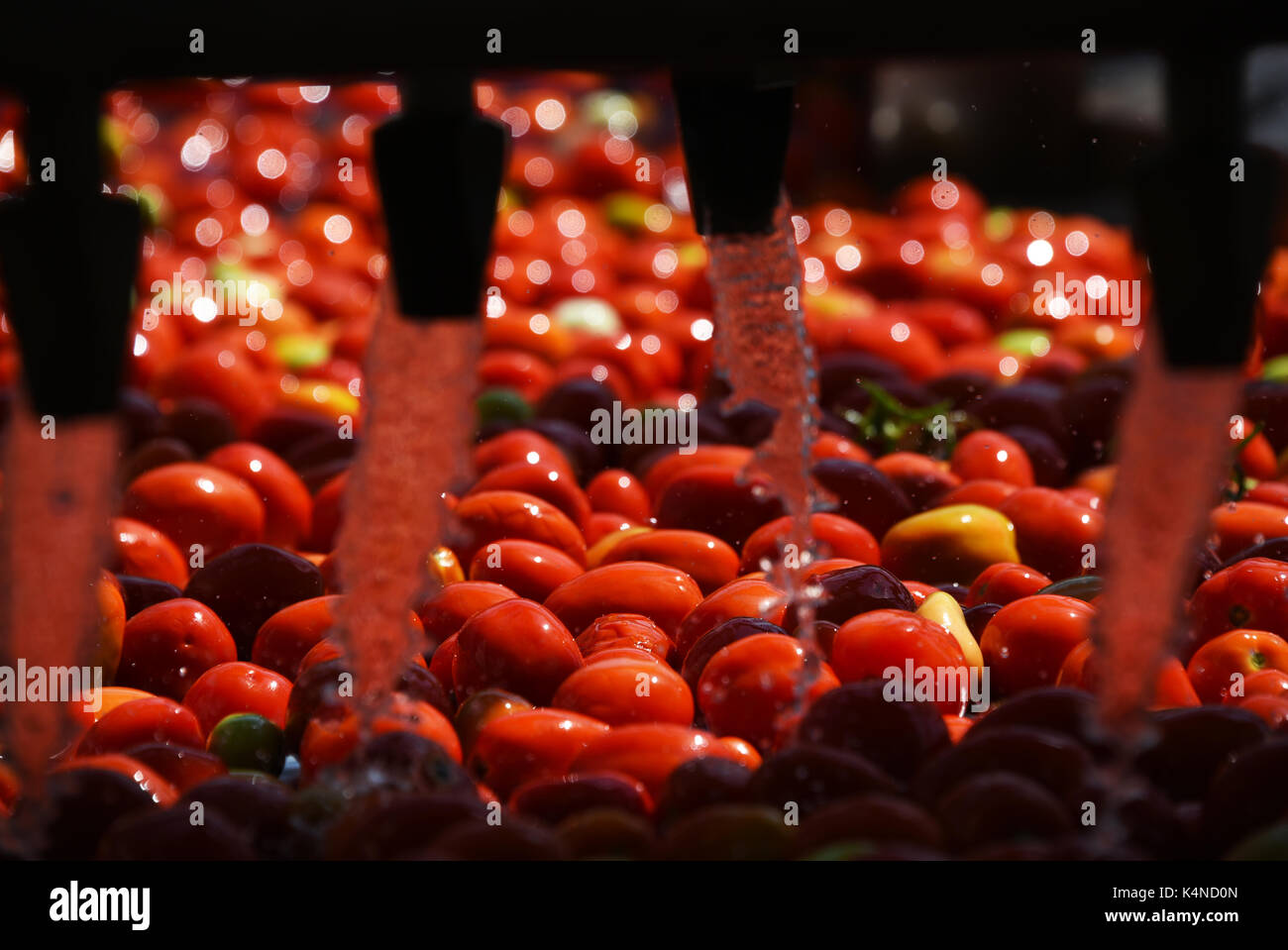 Tomato paste producing process at the tomato paste factory "APK ...