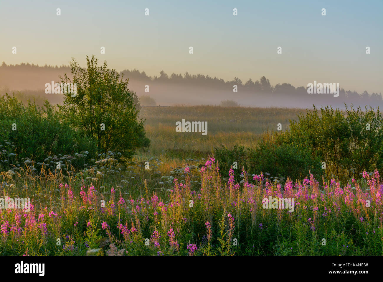 Summer dawn in the countryside Stock Photo - Alamy