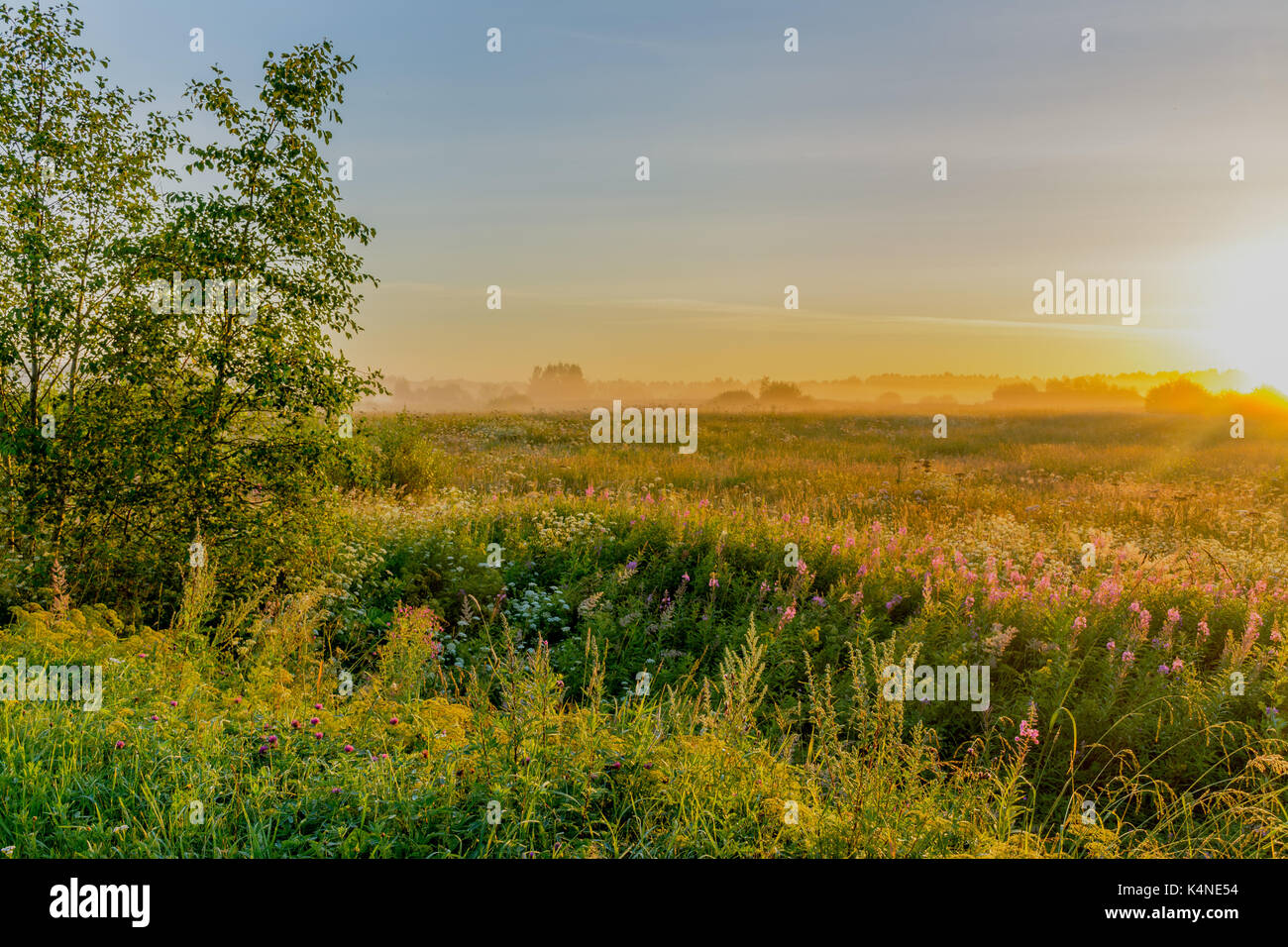 Summer dawn in the countryside Stock Photo - Alamy