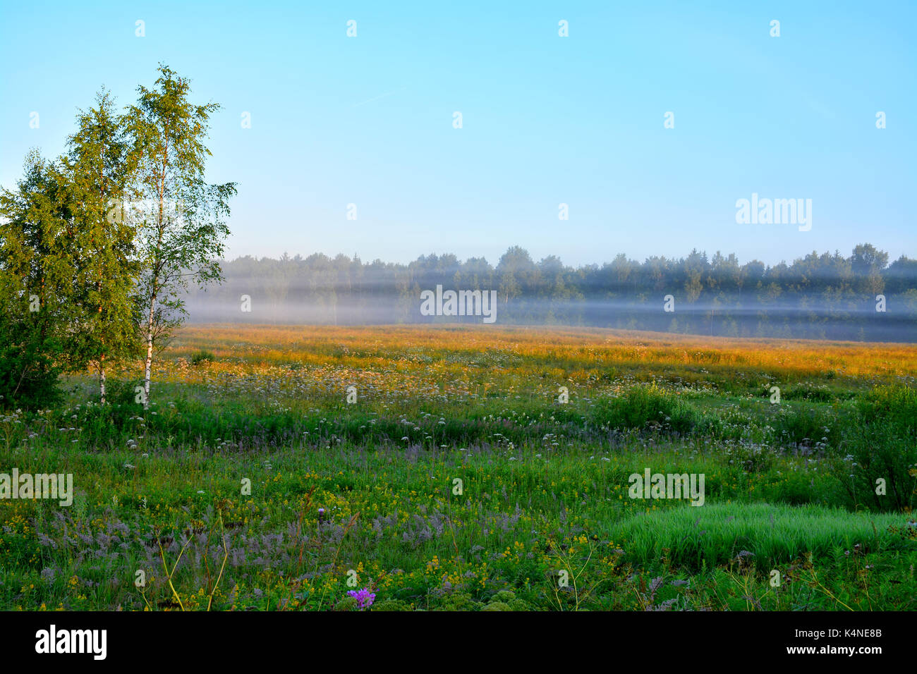 Summer dawn in the countryside Stock Photo - Alamy