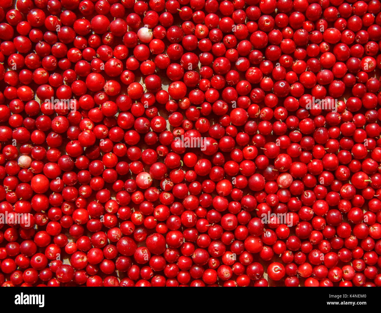 Ripe cranberries for background.Top view, season concept Stock Photo ...
