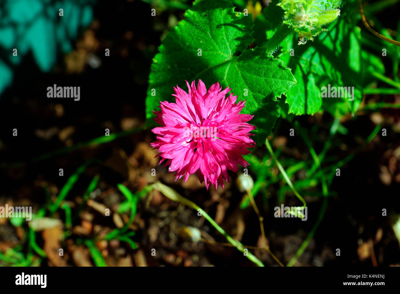 RED BOY CORNFLOWER Stock Photo - Alamy