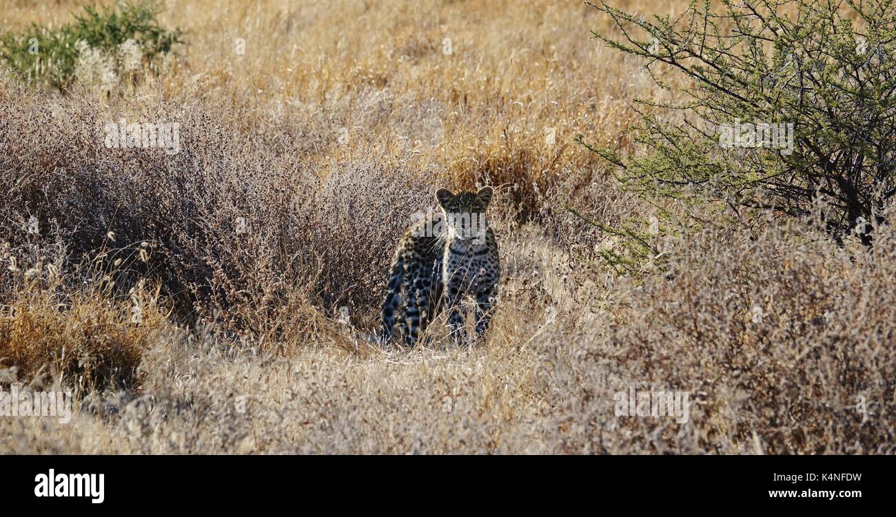 Cute leopard hi-res stock photography and images - Alamy