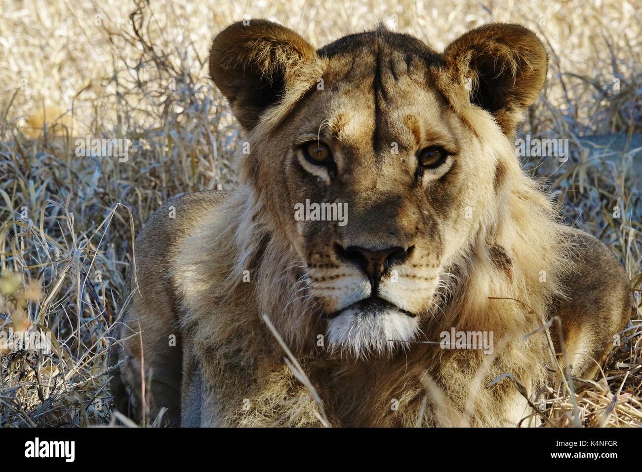 Lioness Head High Resolution Stock Photography and Images - Alamy