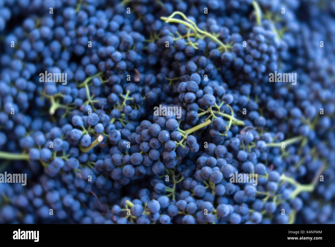 Syrah and wine hi-res stock photography and images - Alamy