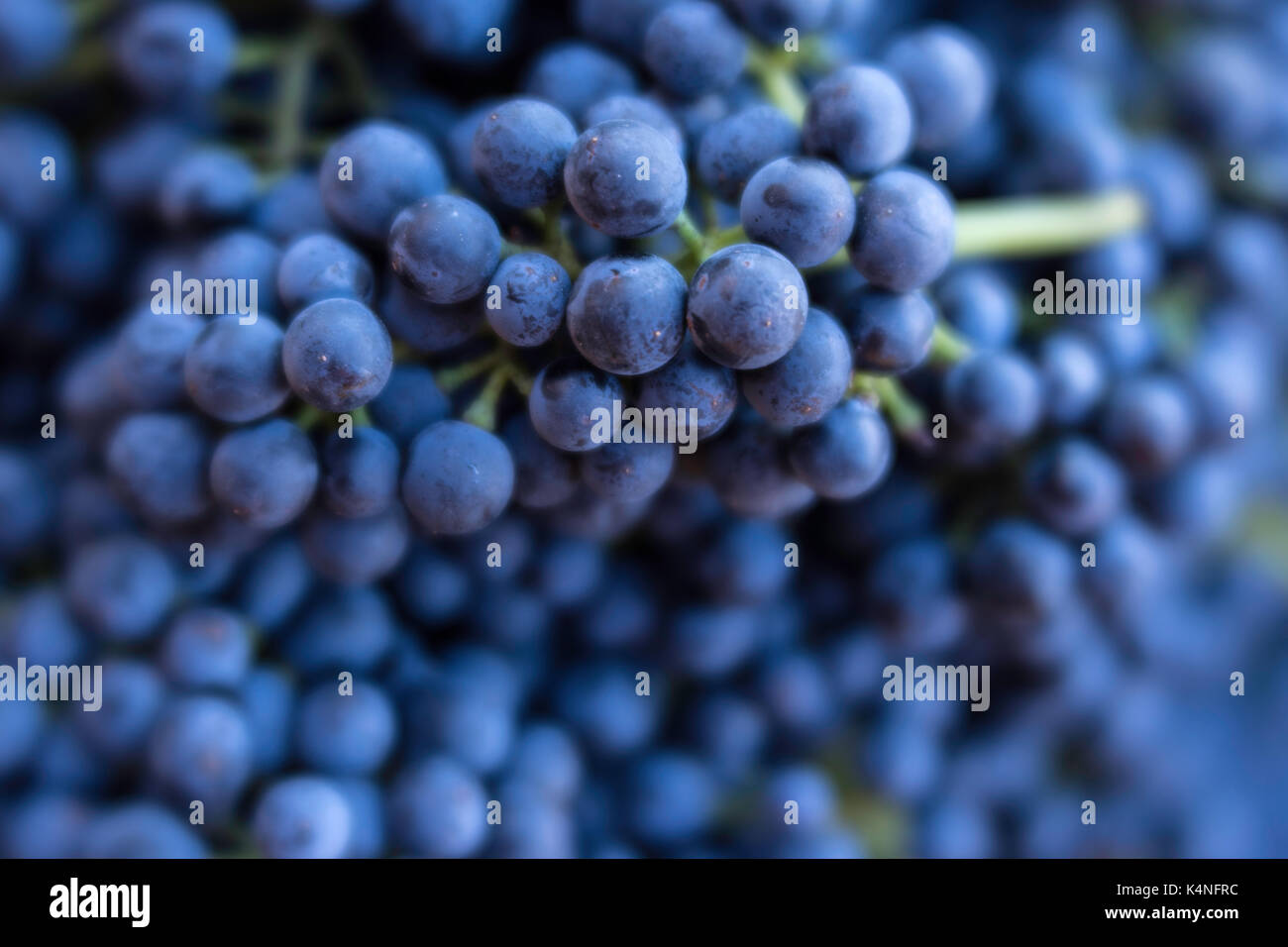Syrah and wine hi-res stock photography and images - Alamy