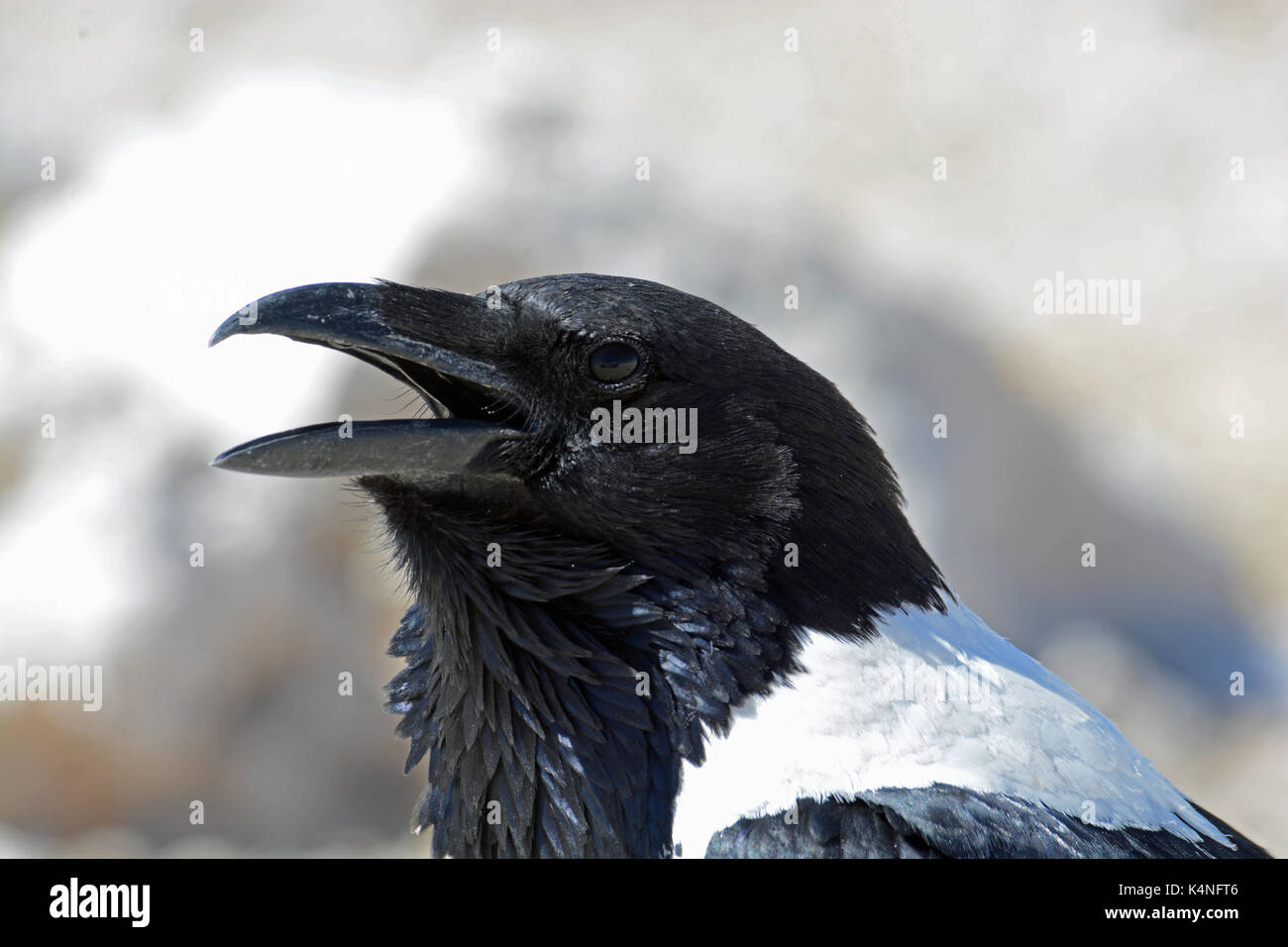 African crow hi-res stock photography and images - Alamy