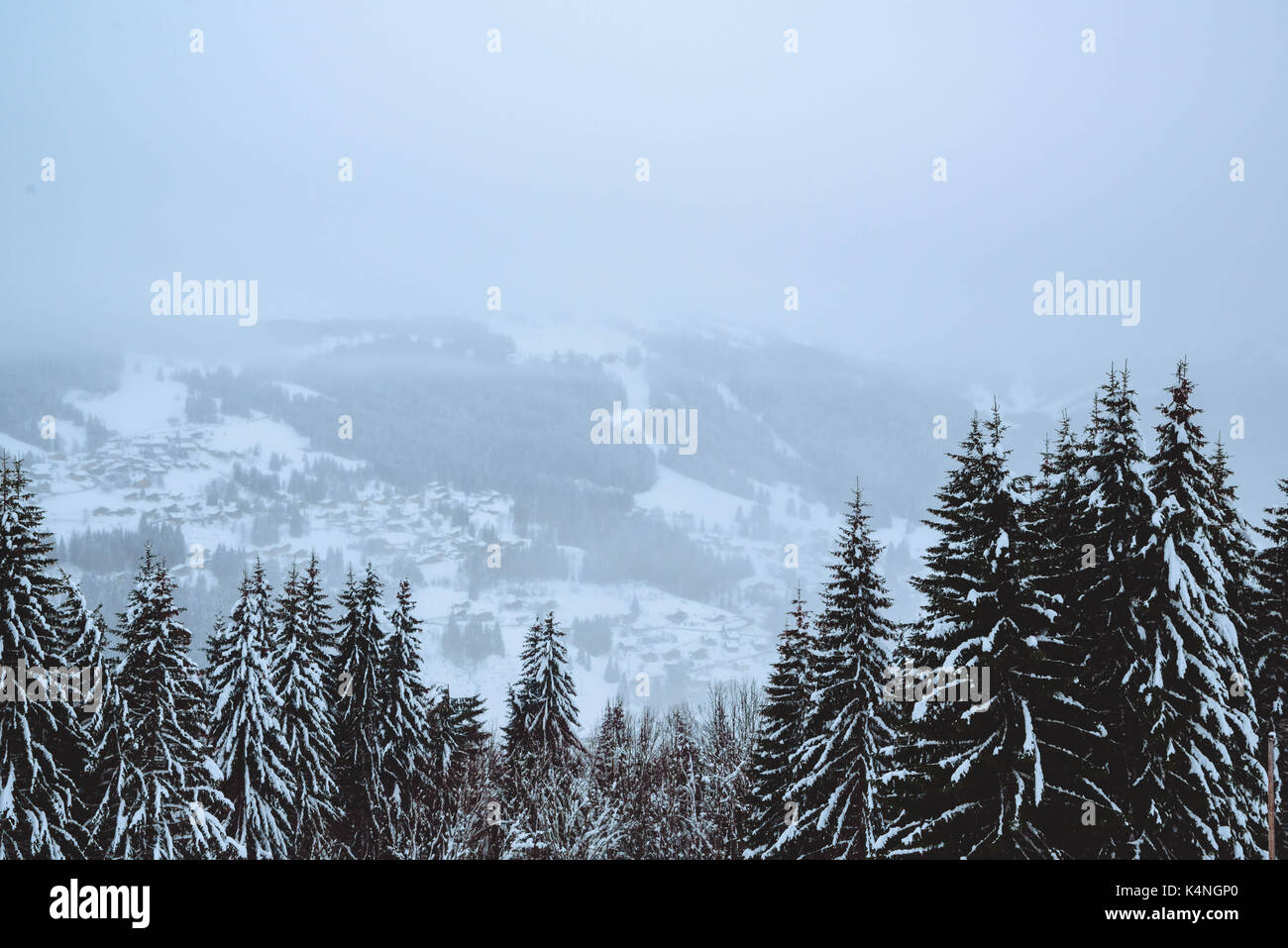 Snowy winter scene. A forest of fir trees covered in a fresh snowfall ...