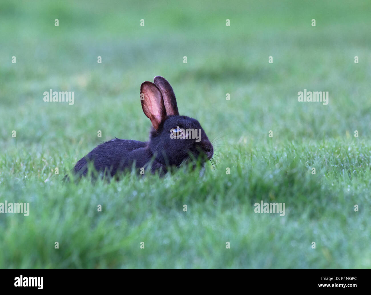 Sat in long grass hi-res stock photography and images - Alamy