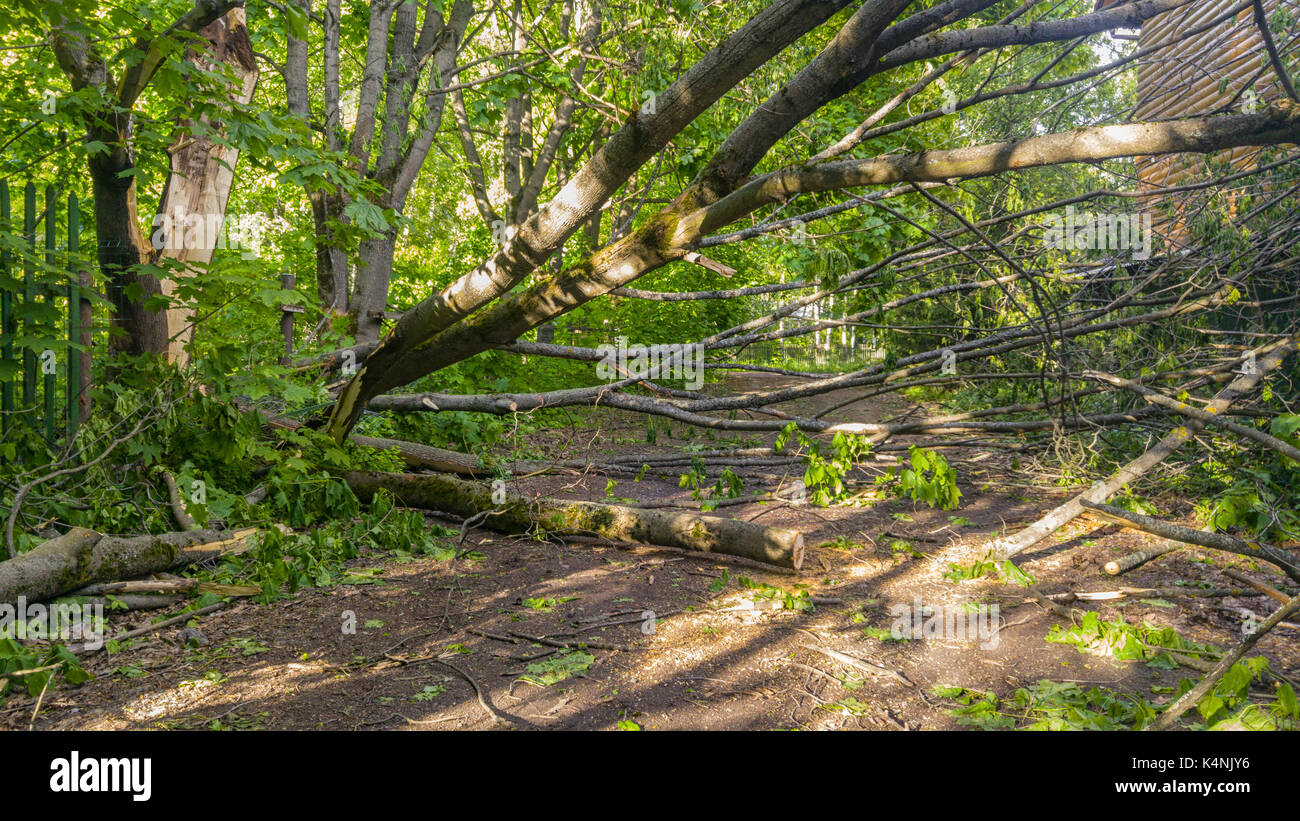 Big tree fallen on country road after storm Stock Photo - Alamy