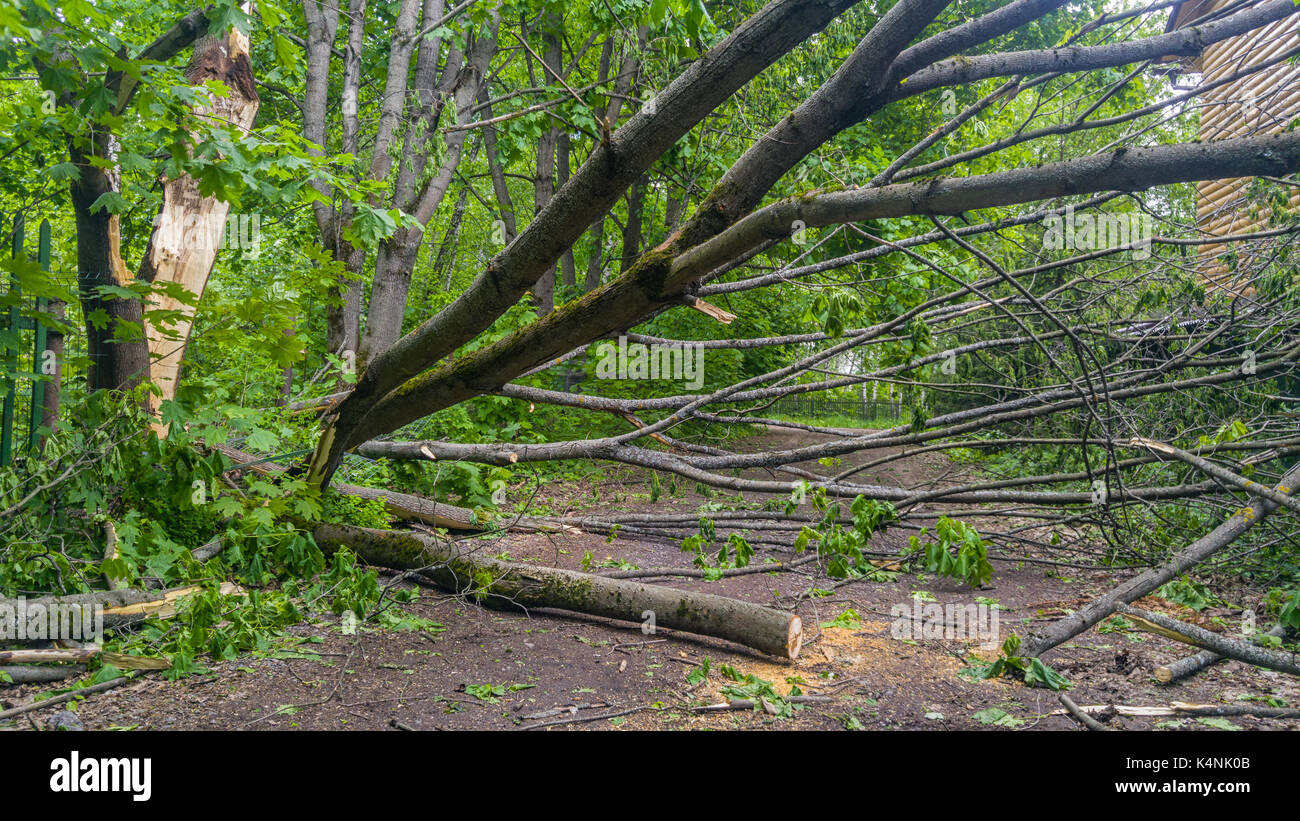 Big tree fallen on country road after storm Stock Photo - Alamy