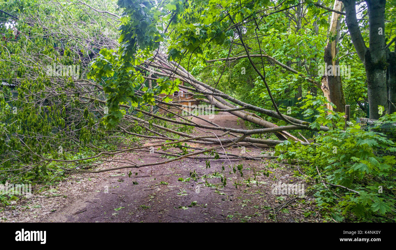 Big tree fallen on country road after storm Stock Photo - Alamy