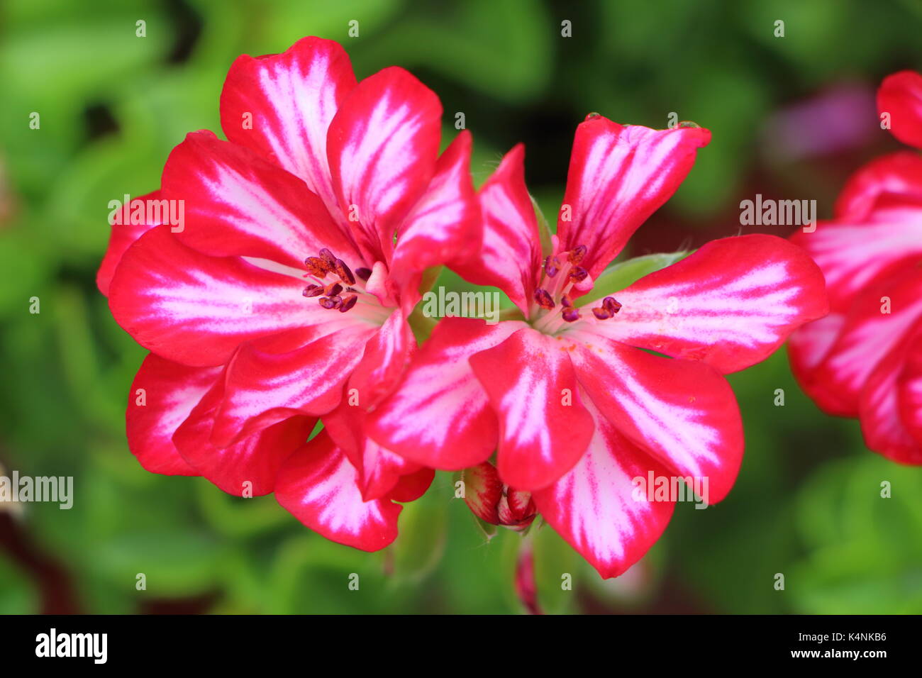 Pink and white geranium hi-res stock photography and images - Alamy
