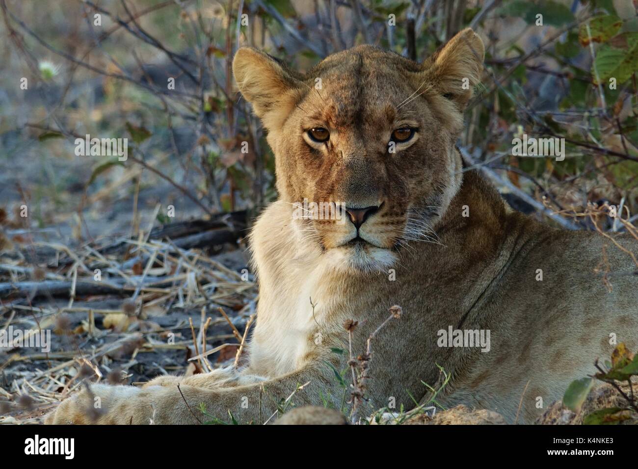 Golden eyes lion hi-res stock photography and images - Alamy