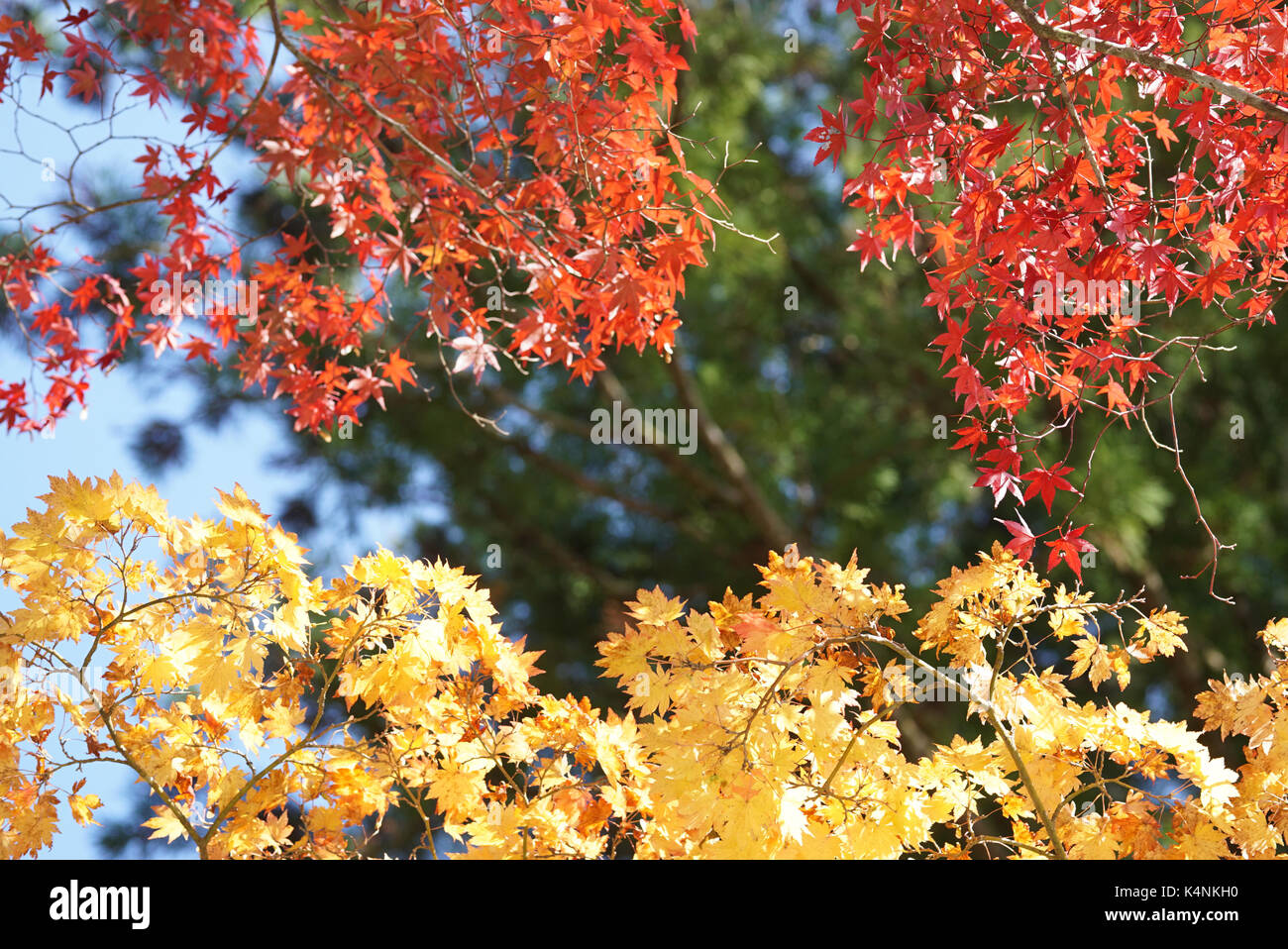 Japanese maple leaves changing colour in autumn Stock Photo - Alamy