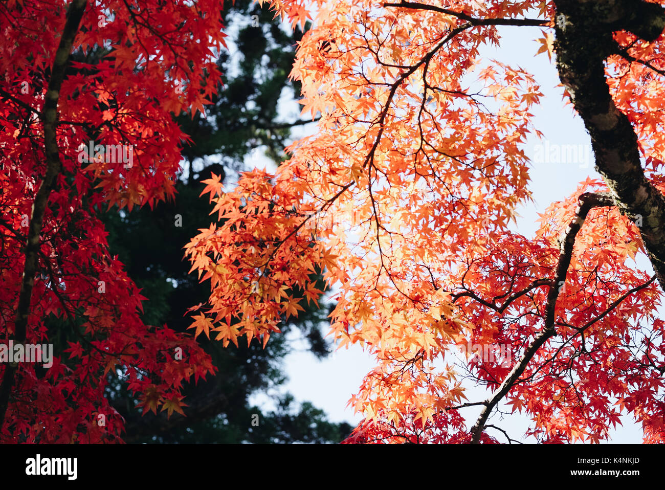 Japanese maple leaves changing colour in autumn Stock Photo - Alamy