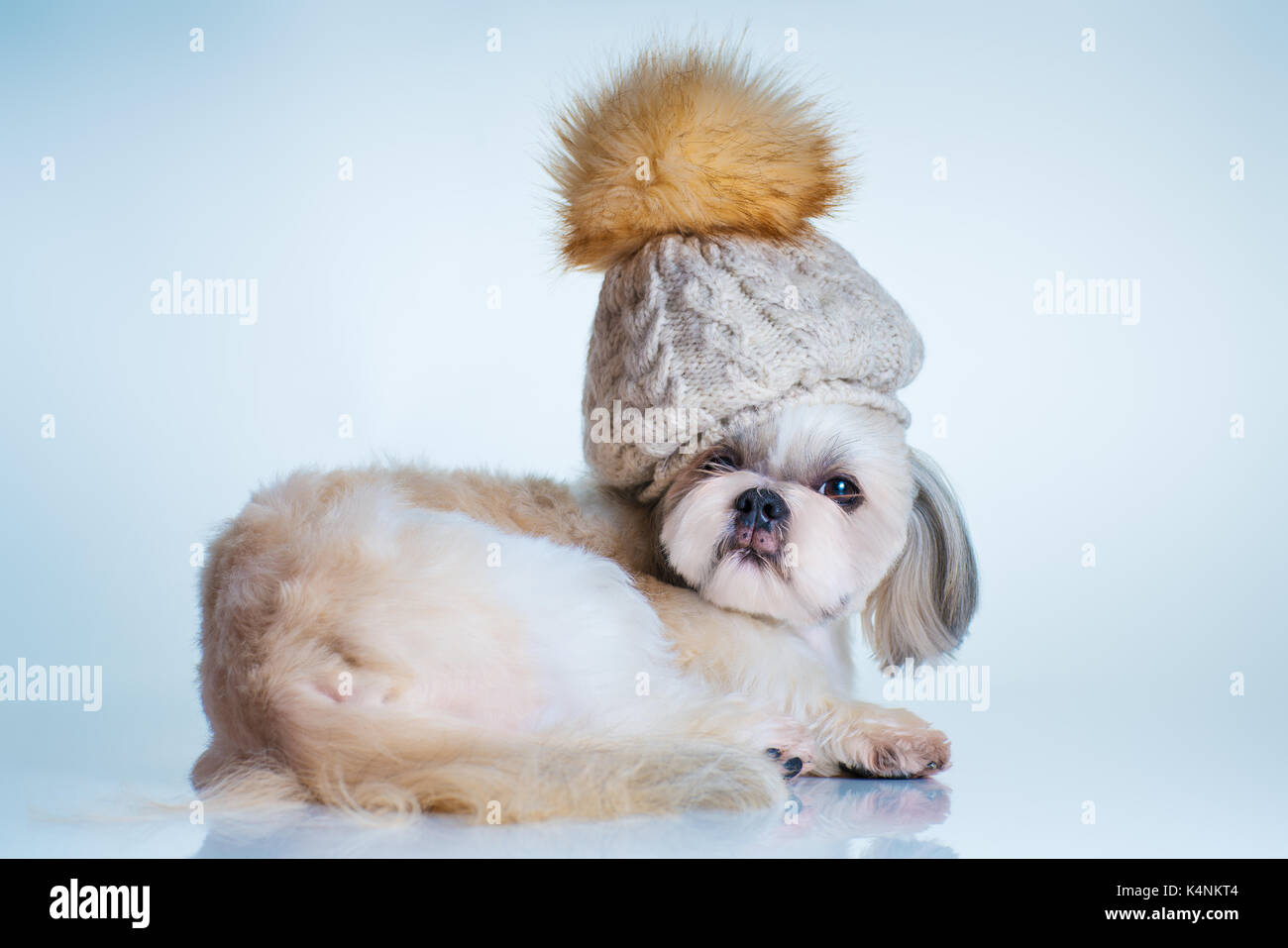 Shih tzu dog in big winter cap portrait. On bright white and blue ...