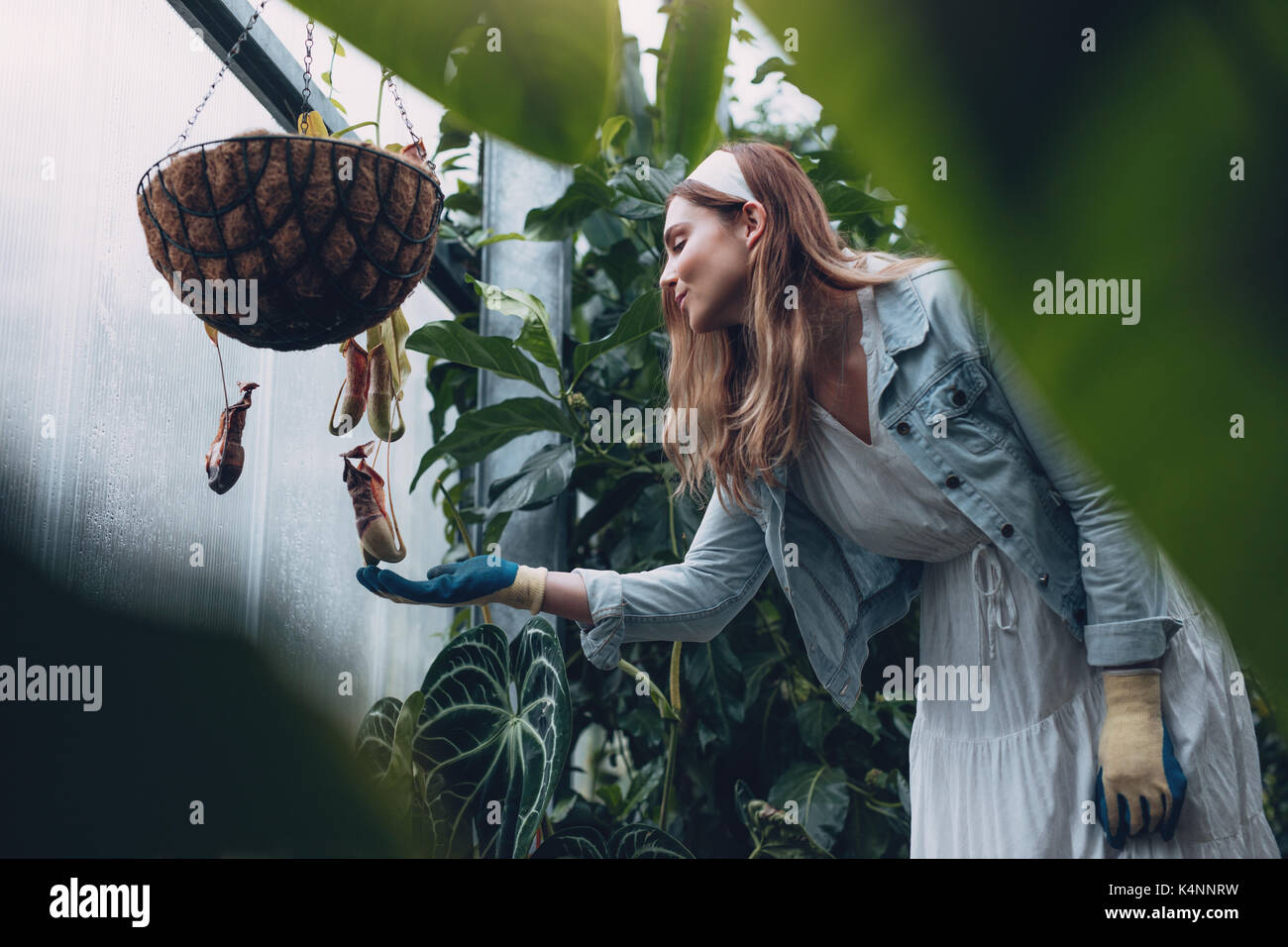 Young woman gardener looking at pitcher plant in greenhouse. Female ...