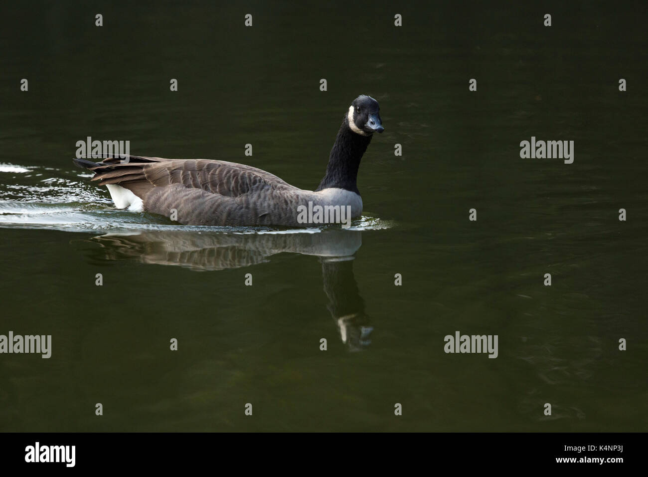 A canadian goose swim in the lake Stock Photo - Alamy