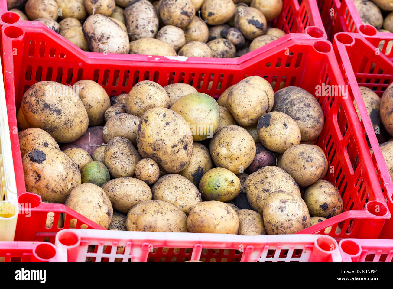 Grow potatoes in sack hi-res stock photography and images - Alamy
