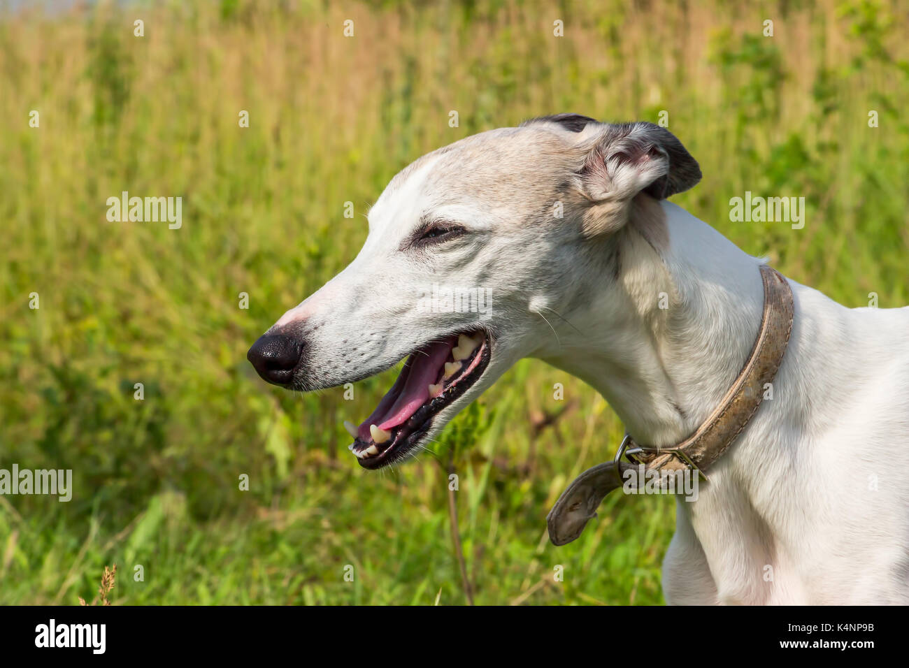 Dog english greyhound adult standing hi-res stock photography and ...