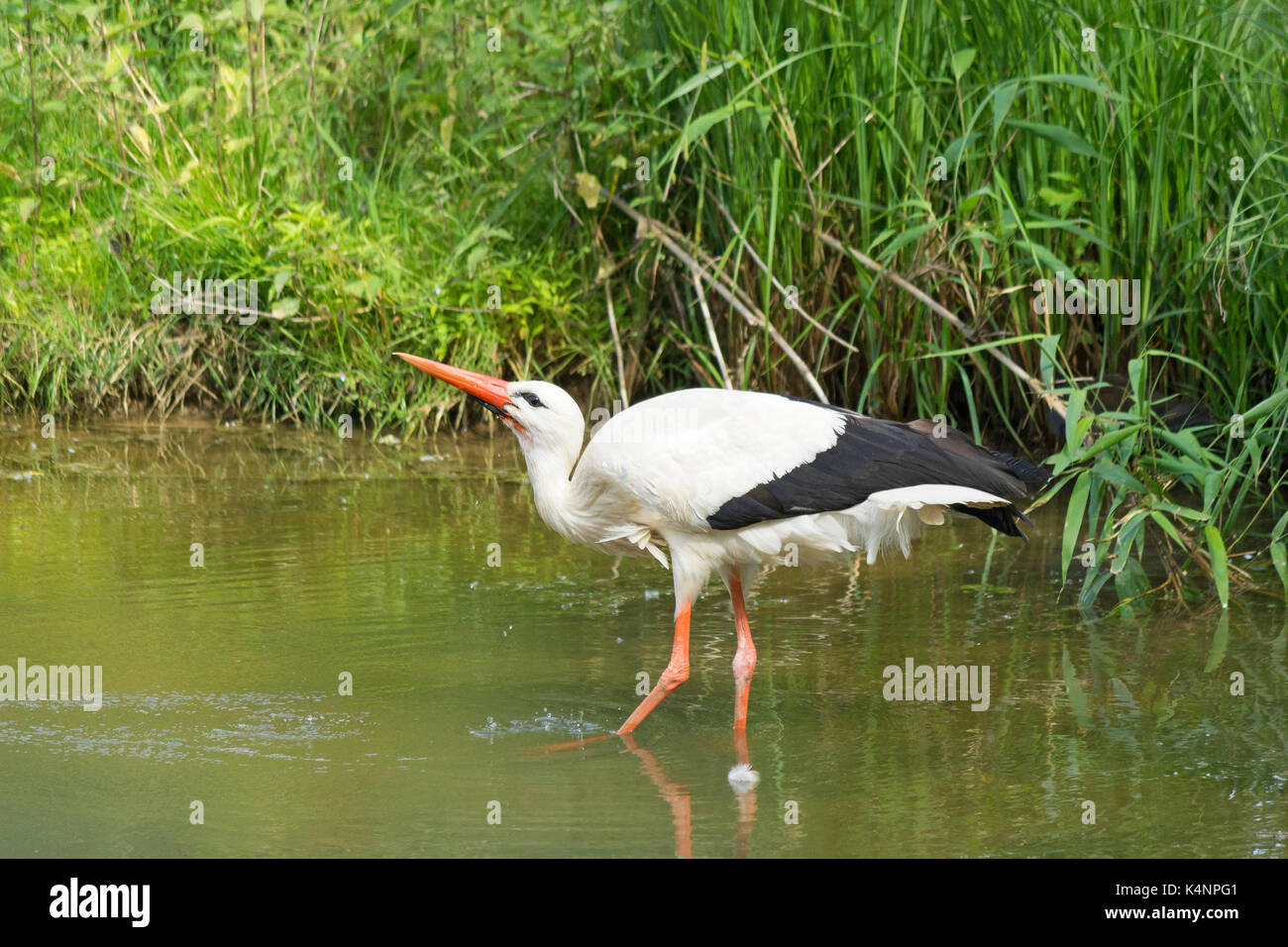 A white stork in the water Stock Photo - Alamy