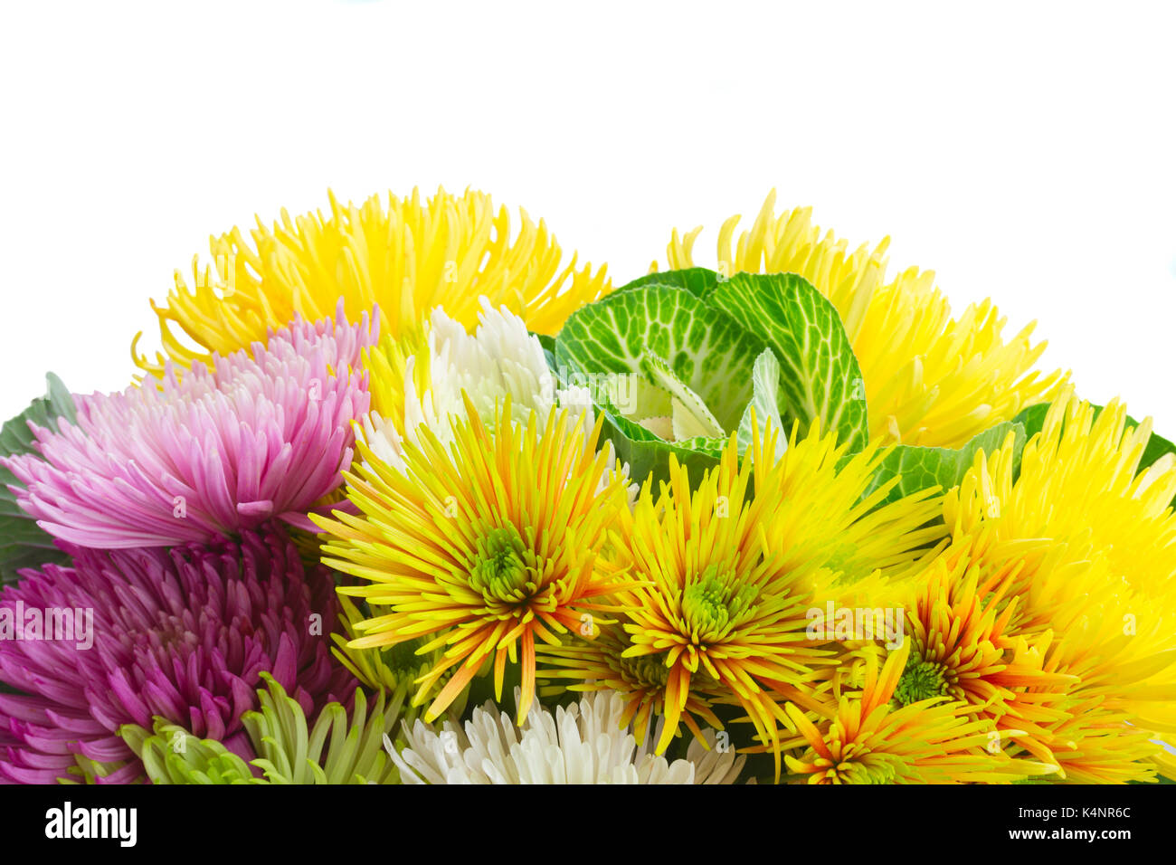 Chrisantemum hi-res stock photography and images - Alamy