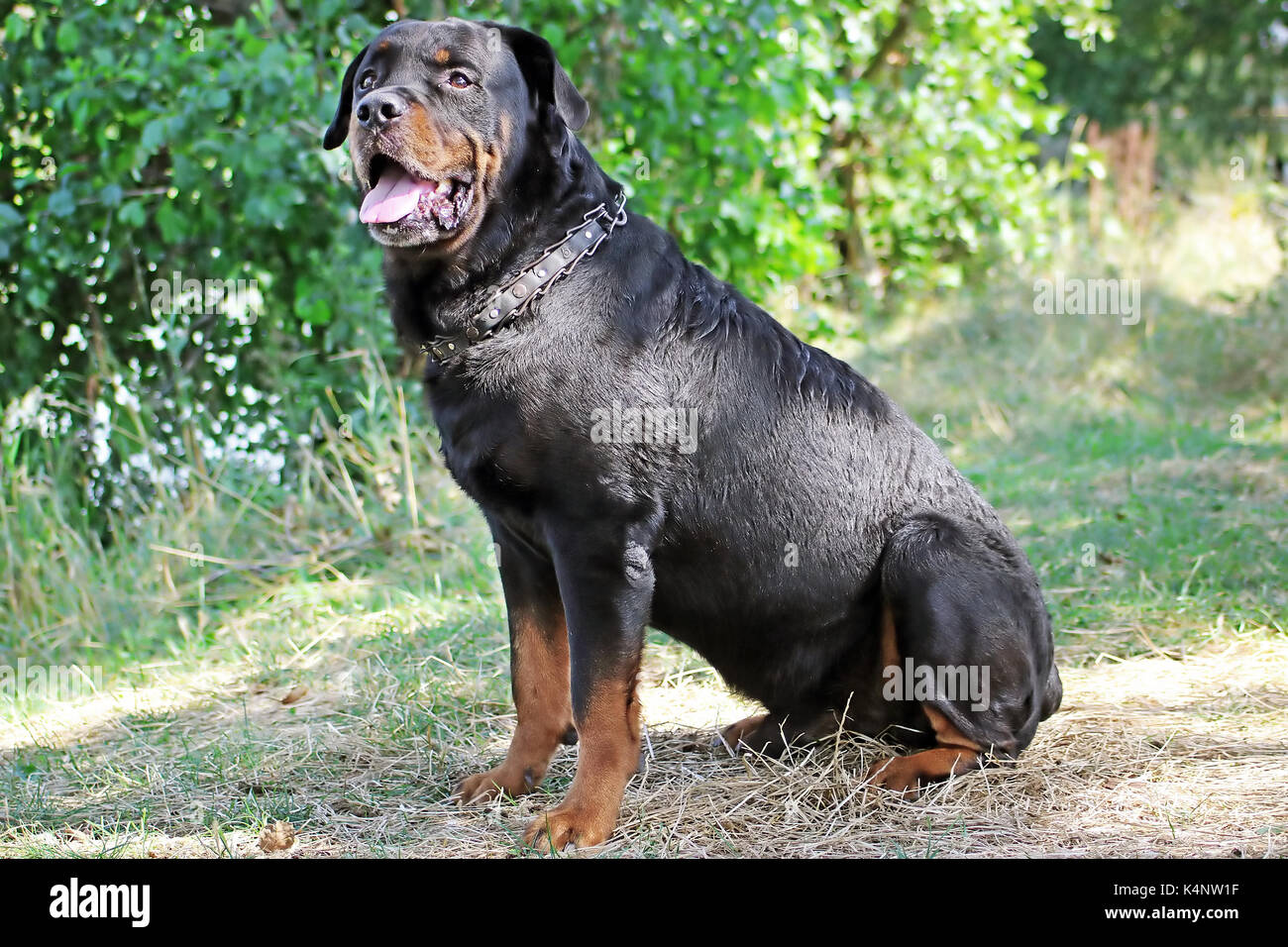 Beautiful rottweiler hi-res stock photography and images - Alamy