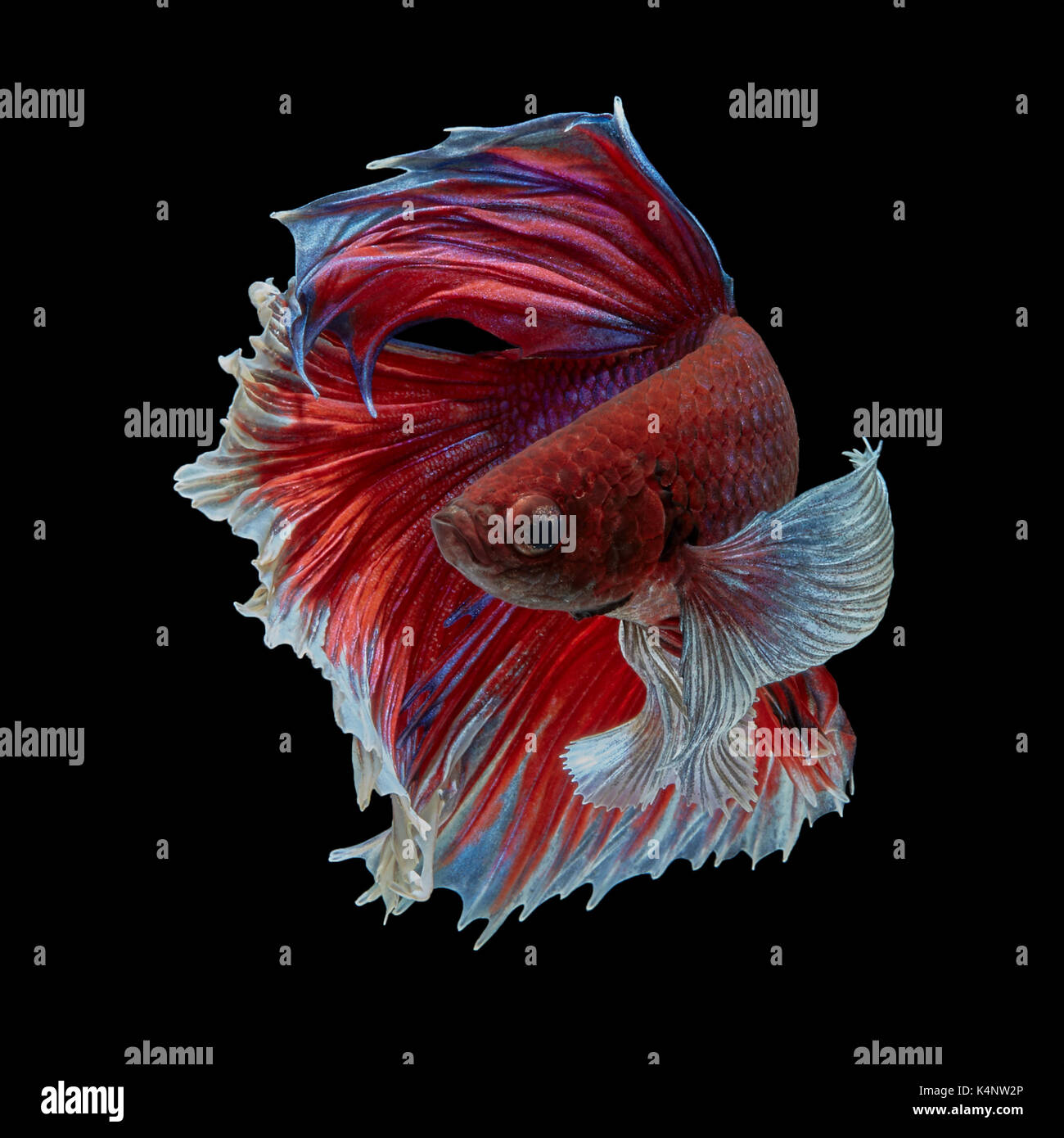 betta fish, fighting fish , siamese fighting fish. "Half moon" isolated ...