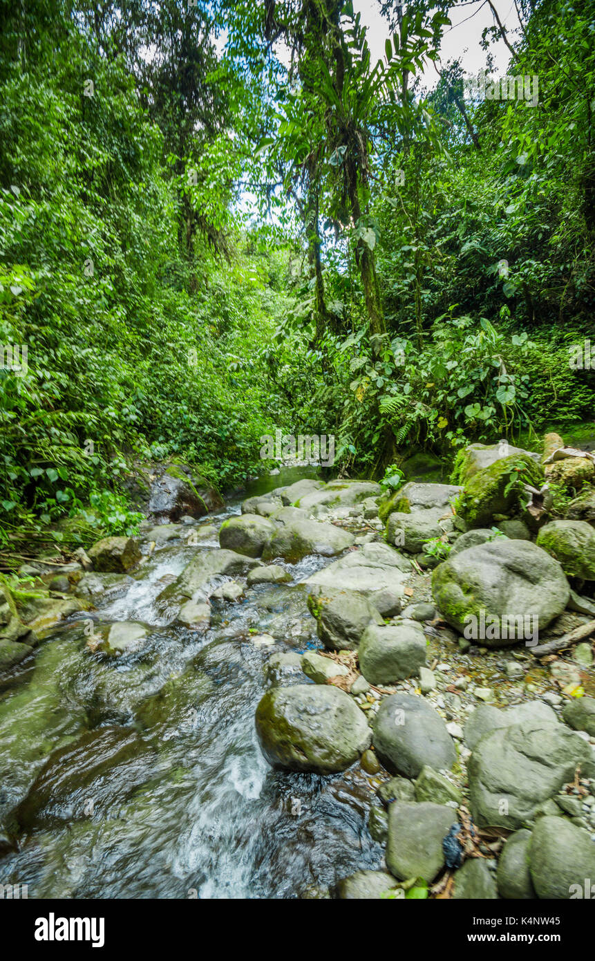 Beautiful creek flowing inside of a green forest with stones in river ...