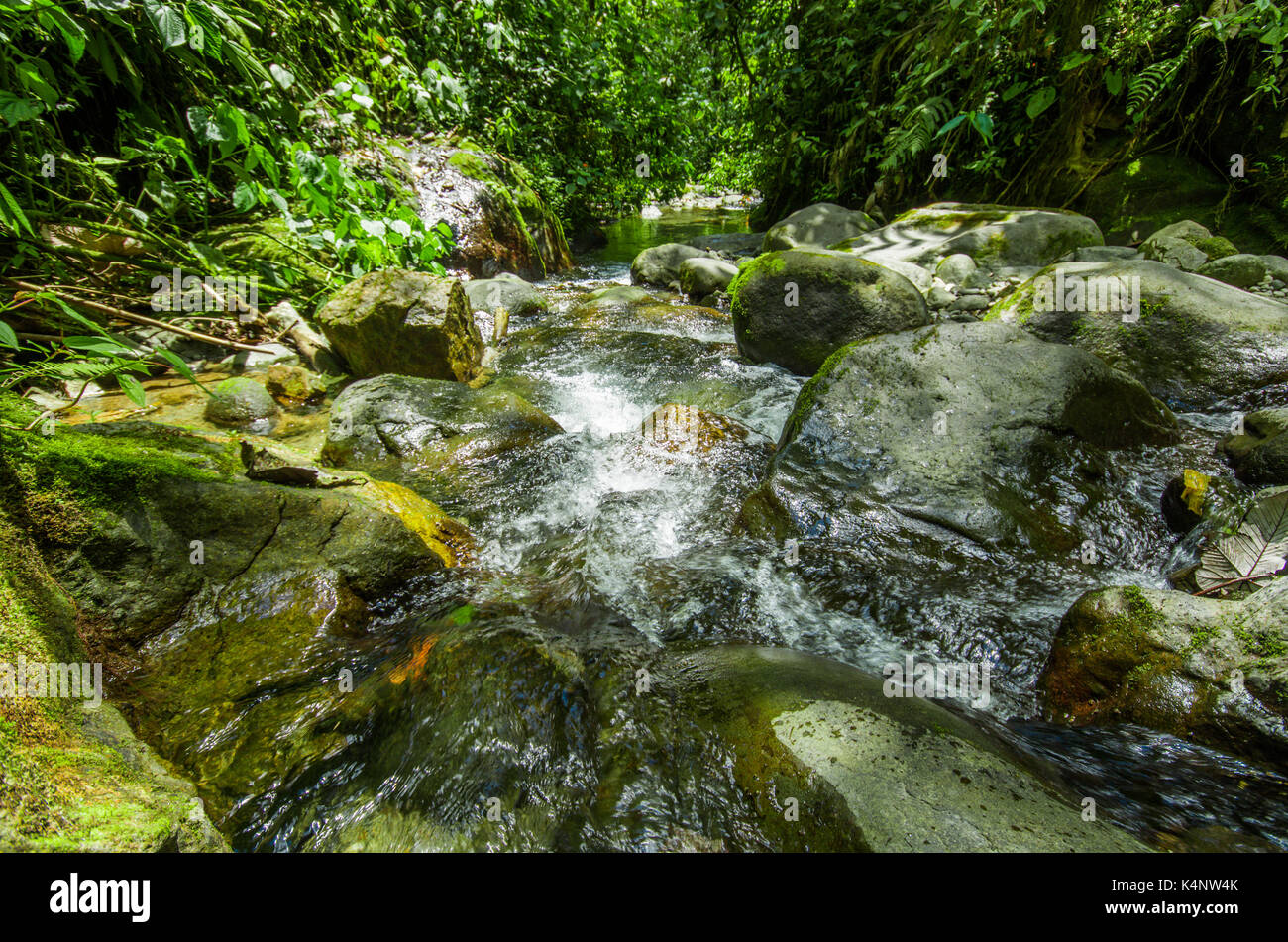 Beautiful creek flowing inside of a green forest with stones in river ...