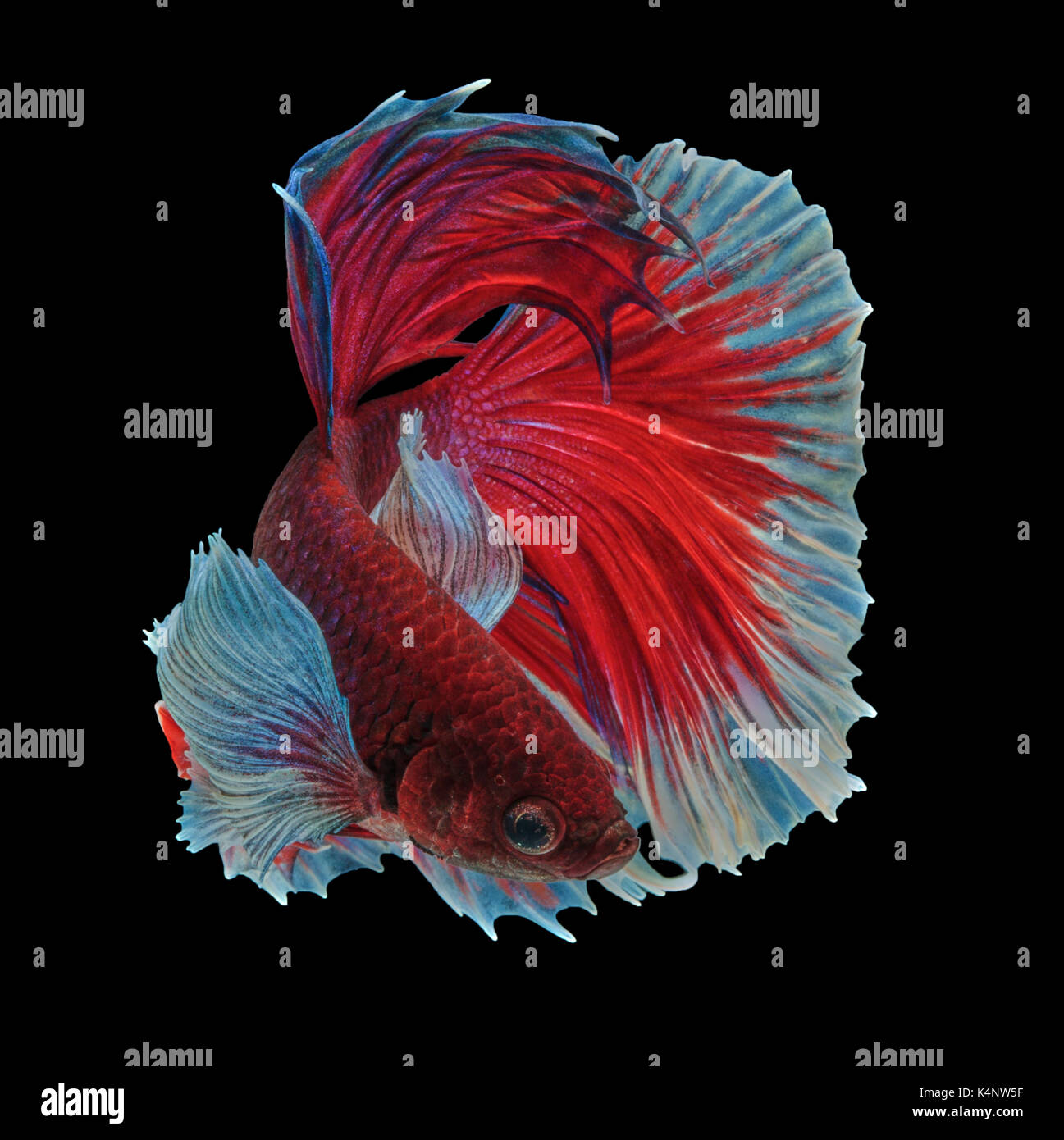 betta fish, fighting fish , siamese fighting fish. "Half moon" isolated ...